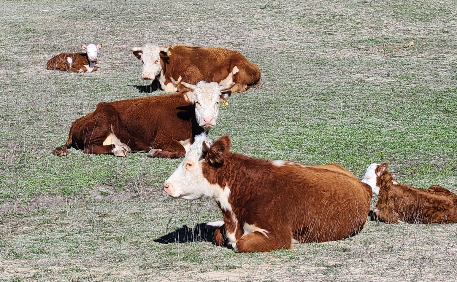 Half Calf vs Half Cow. What you need to know and why you should ask qu