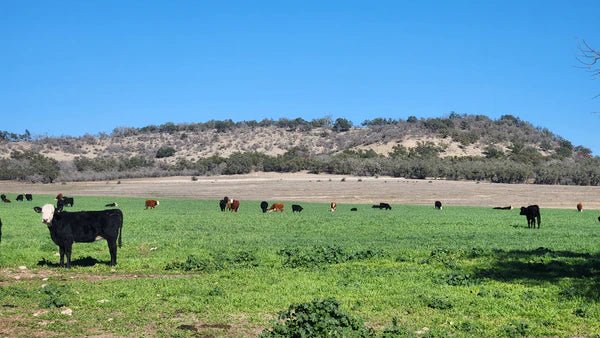 welcome-to-the-half-calf-online-store-458456.webp?v=1715628266