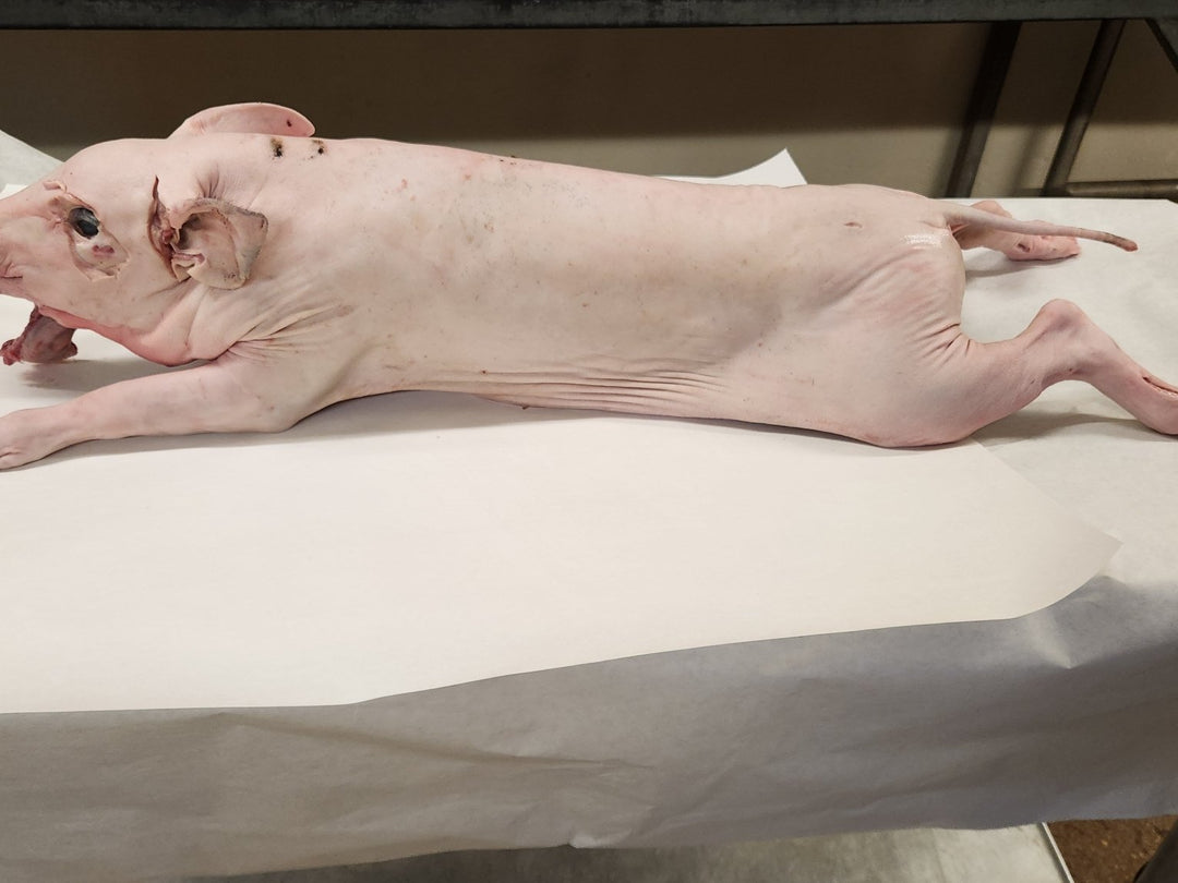 Half Calf-Texas Raised Meats